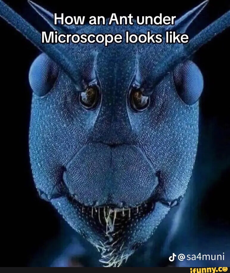 How an Ant under Microscope looks like dd @sa4muni - iFunny