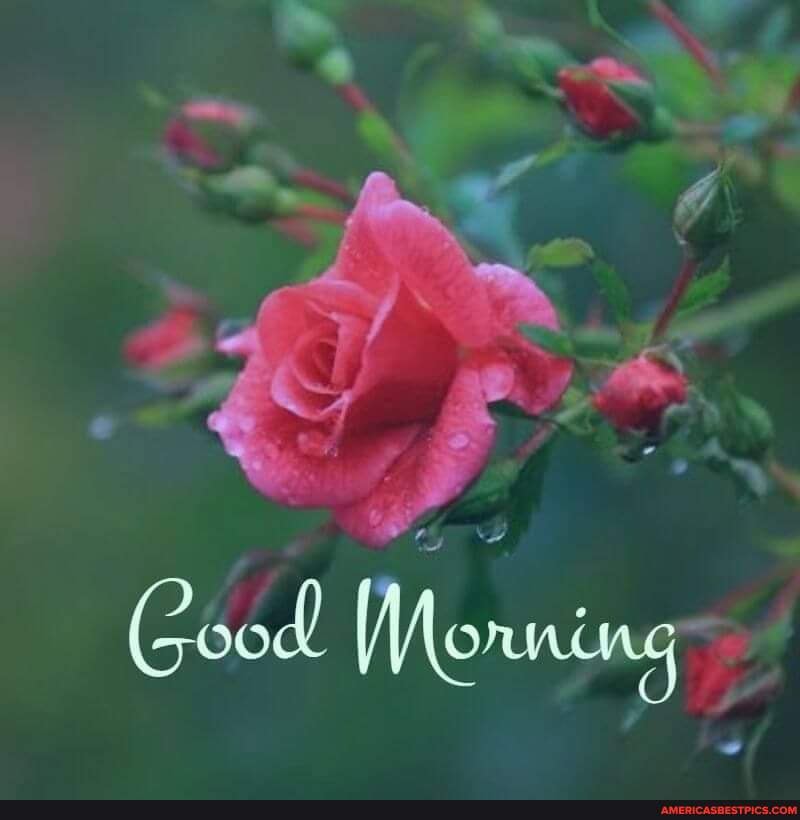 Good Morning Friends #istolethisfromliz - Good Monning - America’s best ...