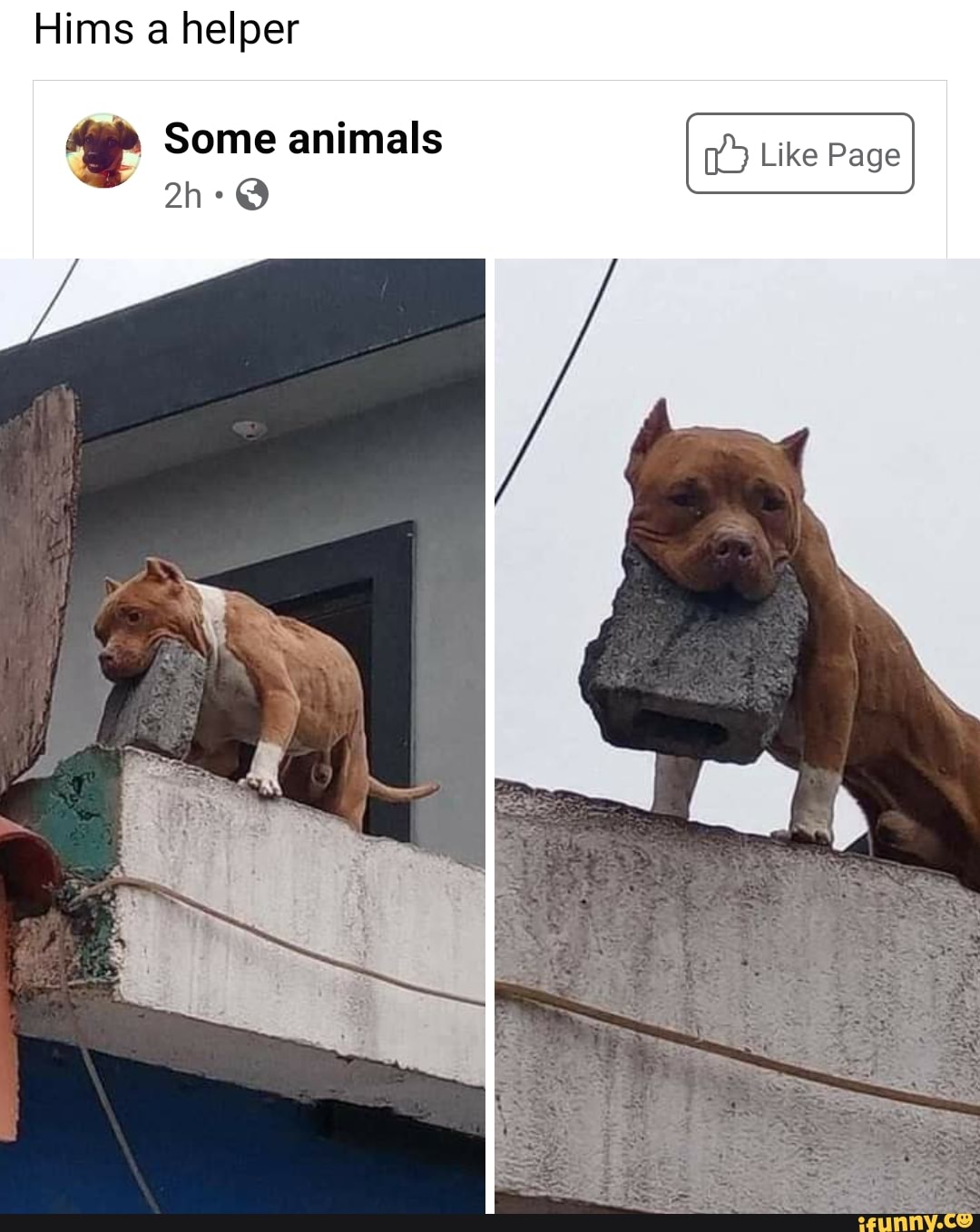 Hims a helper Like Page Some animals Me - iFunny