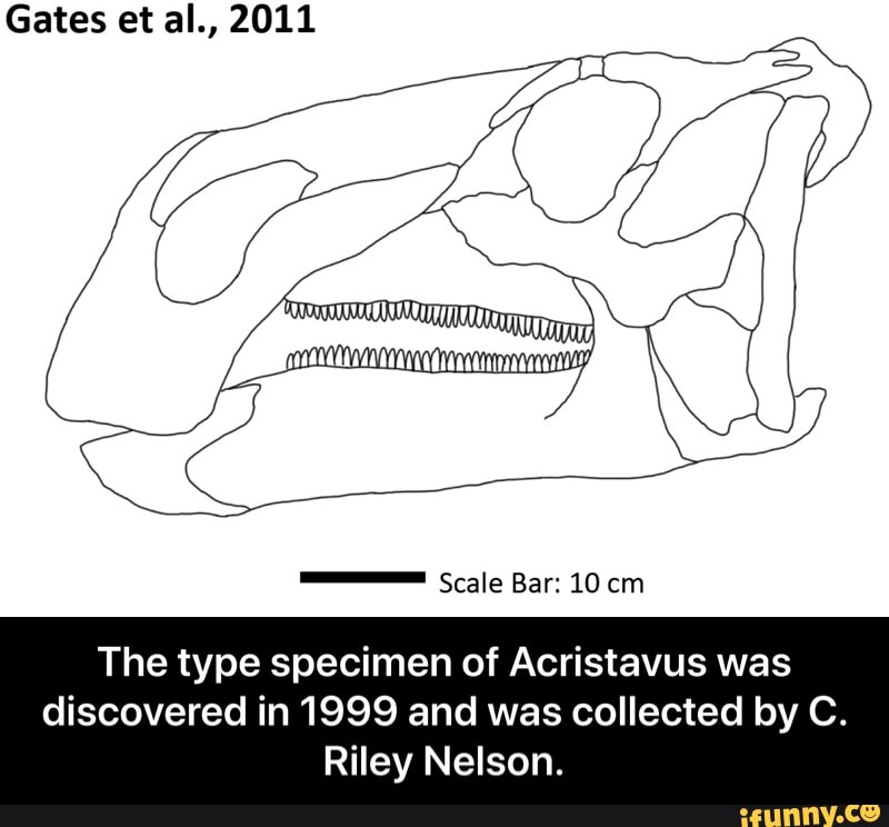Gates et al., 2011 The type specimen of Acristavus was discovered in ...