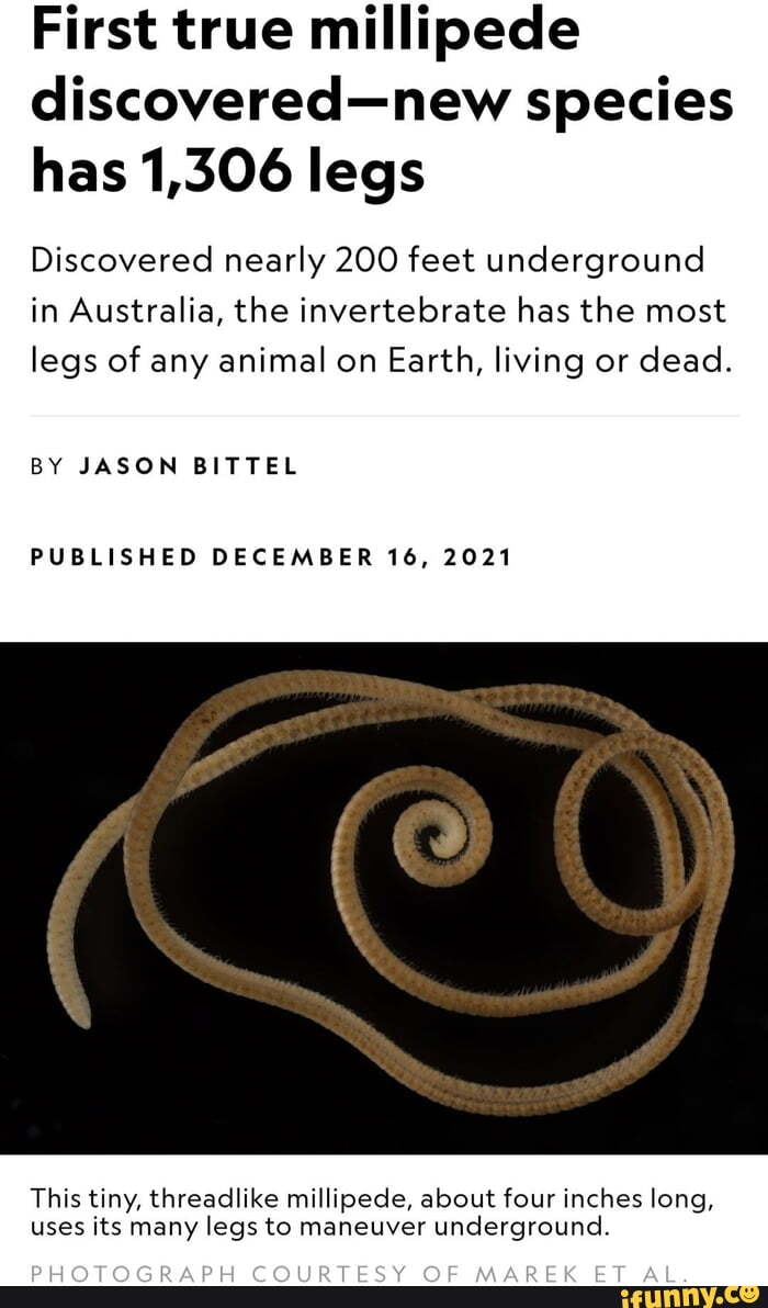 First true millipede discovered-new species has 1,306 legs Discovered ...