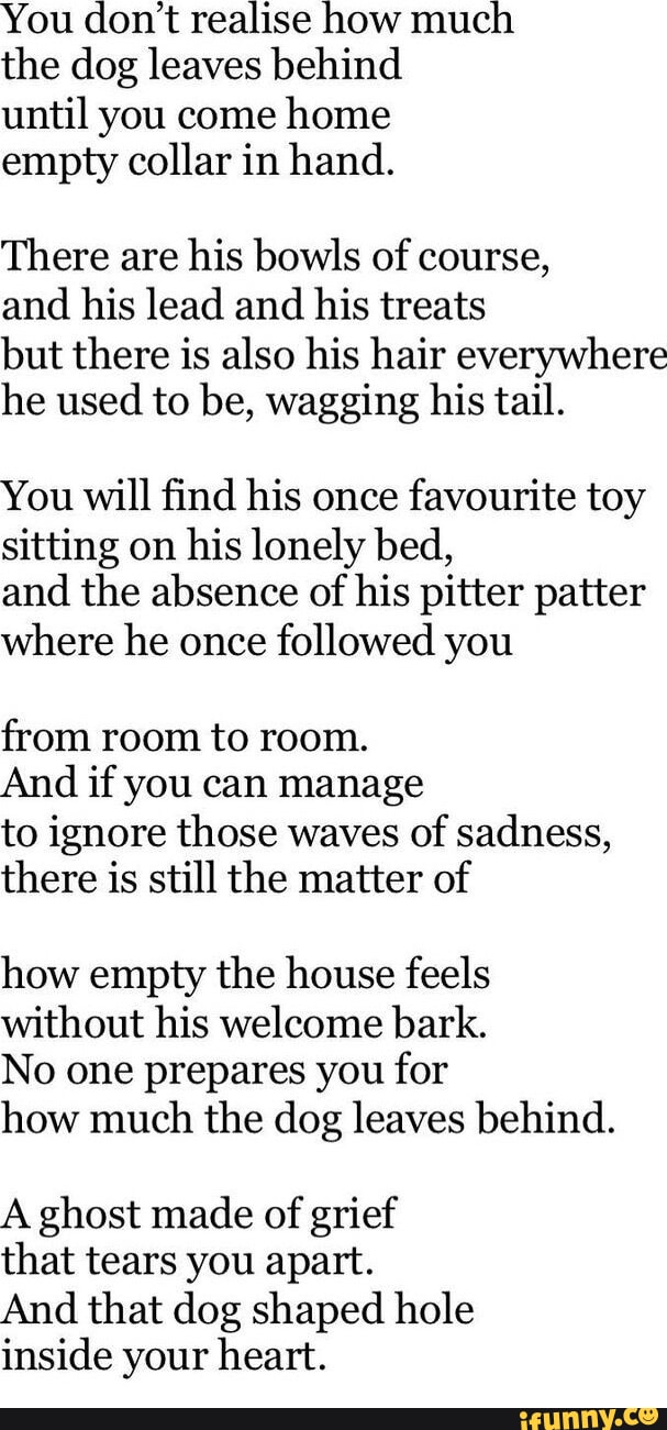 You don't realise how much the dog leaves behind until you come home ...