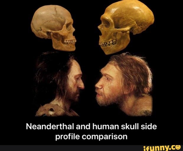 Neanderthal and human skull side profile comparison - Neanderthal and ...