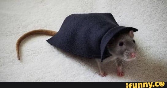 Ratula memes. Best Collection of funny Ratula pictures on iFunny