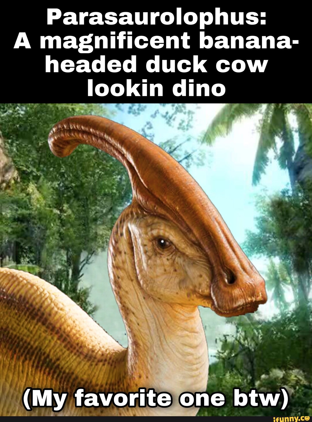 Parasaurolophus: A magnificent banana- headed duck cow lookin dino (My ...