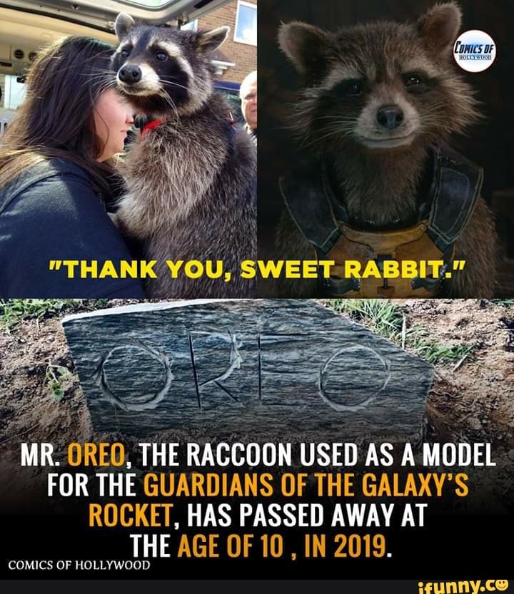 MR. OREO, THE RACCOON USED AS A MODEL FOR THE GUARDIANS OF THE GALAXY'S ...
