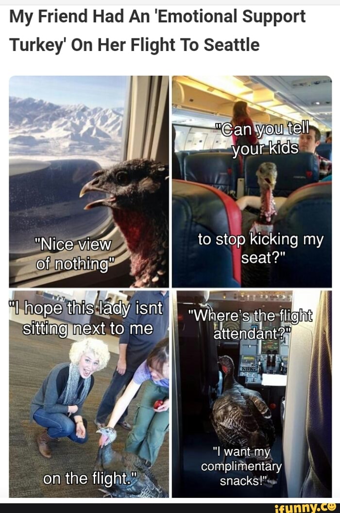 My Friend Had An 'Emotional Support Turkey' On Her Flight To Seattle ...