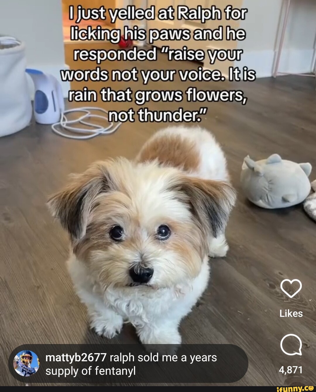 [just yelled at Ralph for licking his paws and he responded "raise your ...