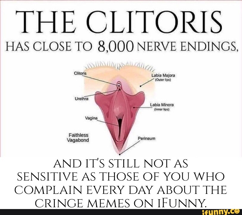 THE CLITORIS HAS CLOSE TO 8,000 NERVE ENDINGS, Labia Majora (Outor lips) Labia Minora ((nmor rs ...