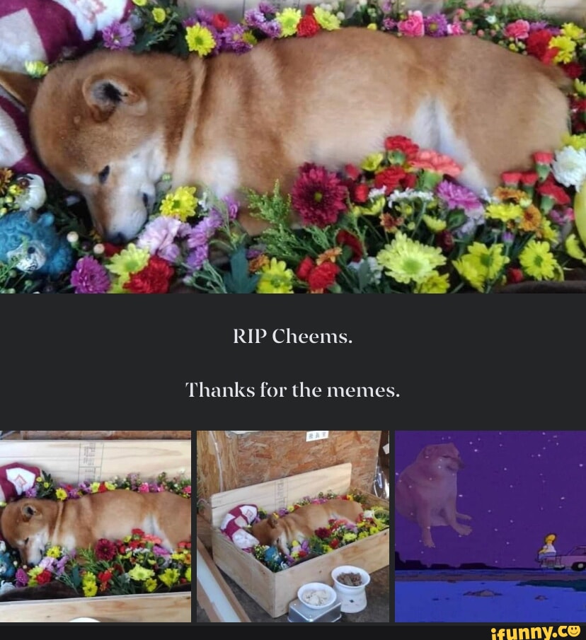 RIP Cheems. Thanks for the memes. - iFunny