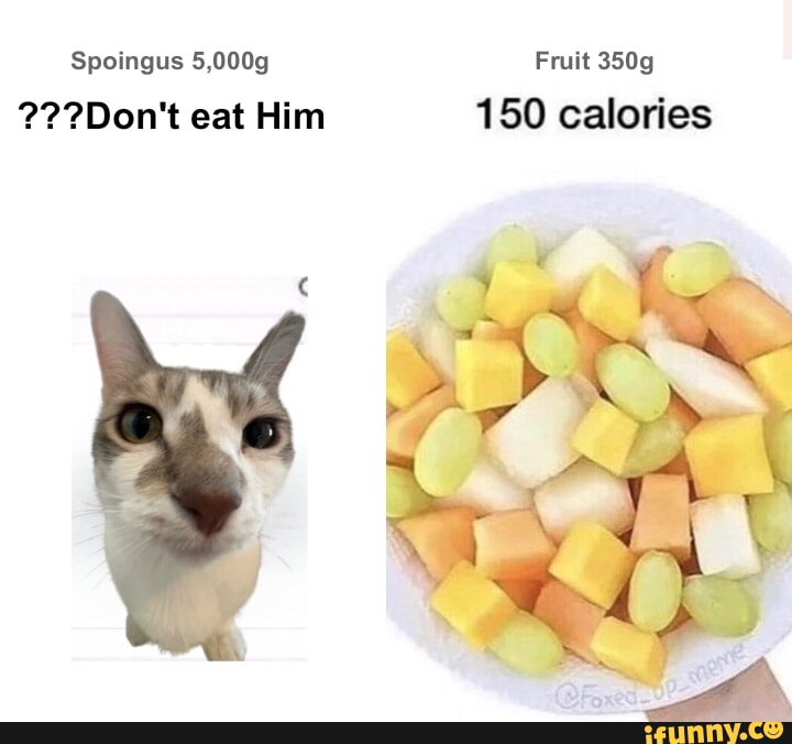 Spoingus memes. Best Collection of funny Spoingus pictures on iFunny
