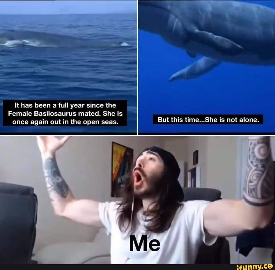Basilosaurus memes. Best Collection of funny Basilosaurus pictures on ...