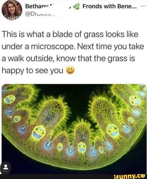 Fronds memes. Best Collection of funny Fronds pictures on iFunny