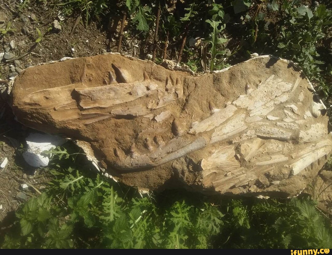 Mosasaurus memes. Best Collection of funny Mosasaurus pictures on iFunny