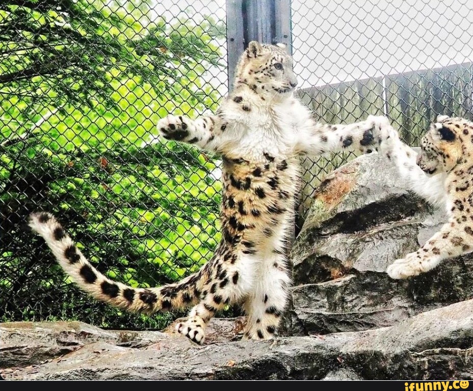 Leopard memes. Best Collection of funny Leopard pictures on iFunny