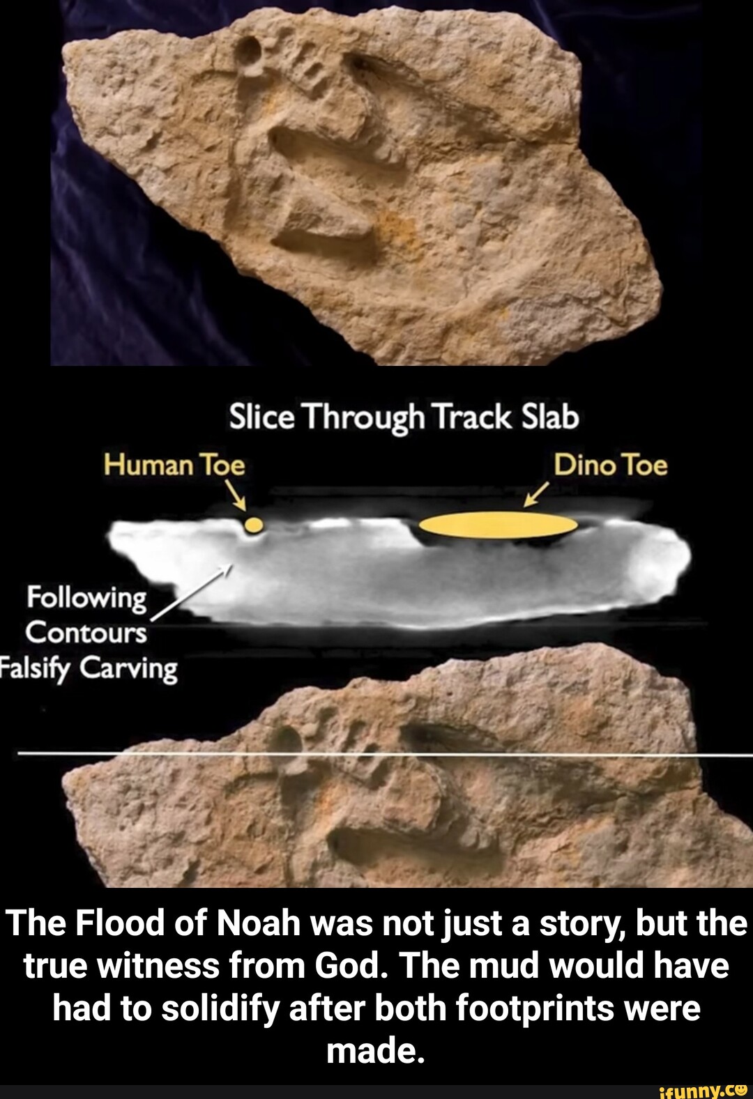 Slice Through Track Slab Human Toe Dino Toe Following Contours Falsify ...