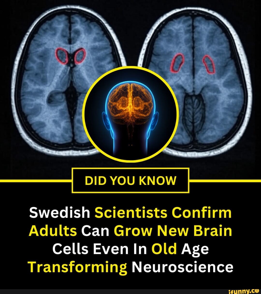 DID YOU KNOW Swedish Scientists Confirm Adults Can Grow New Brain Cells ...