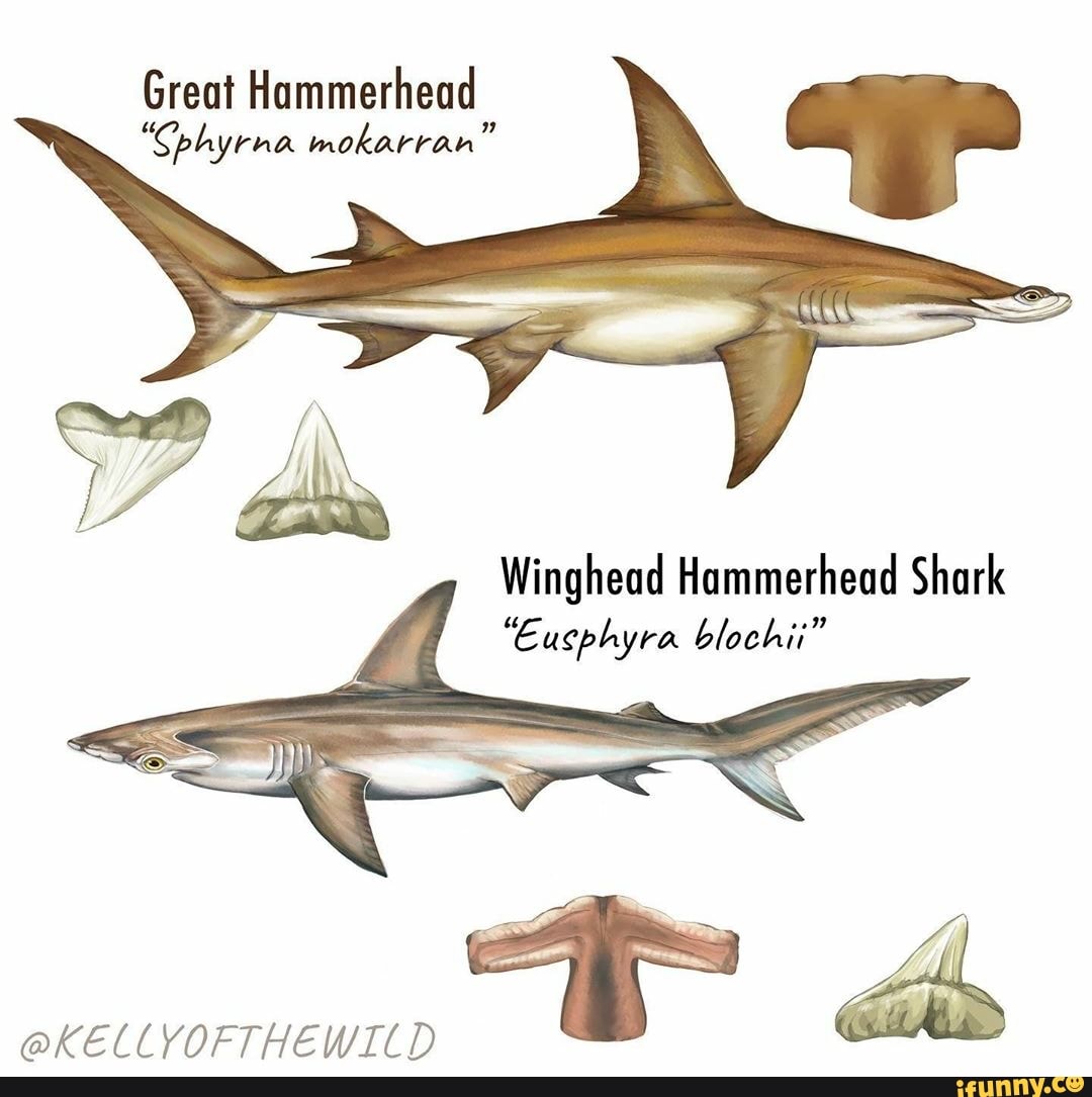 Great Hammerhead "Cphyrna mokarran" Winghead Hammerhead Shark "Eusphyra ...