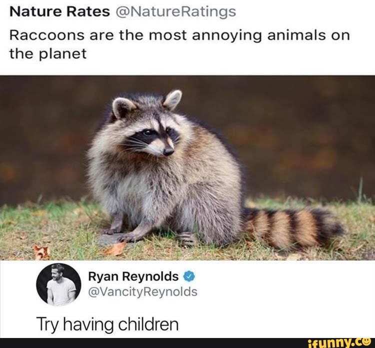 Nature Rates @NatureRatings Raccoons are the most annoying animals on ...