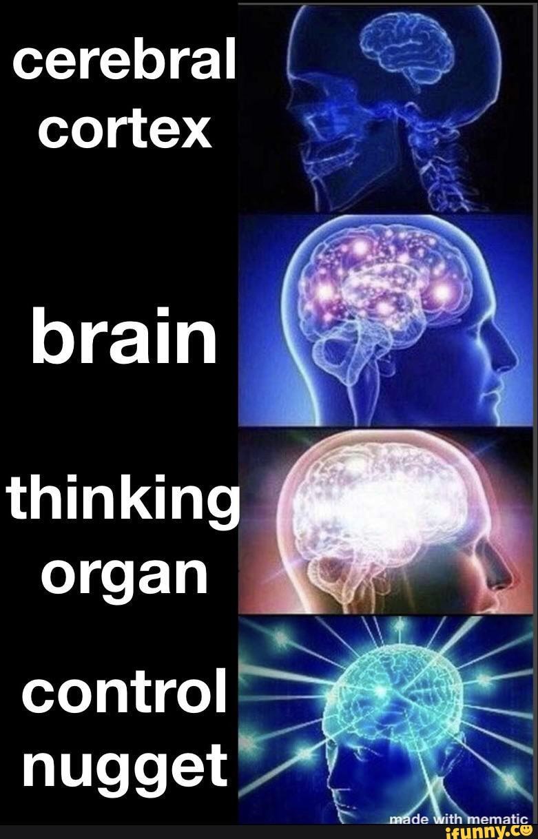 Cerebral cortex brain thinking organ control nugget - iFunny