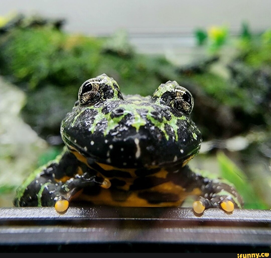 Picture memes KFtZCfe1B by friggin_frog: 1 comment - iFunny