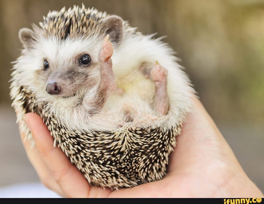 Wooooow memes. Best Collection of funny Wooooow pictures on iFunny