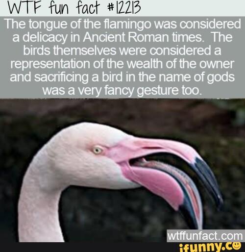 Flamingo memes. Best Collection of funny Flamingo pictures on iFunny