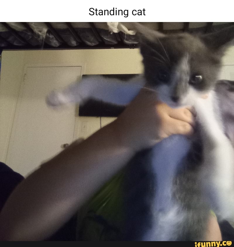 Standing Cat Meme