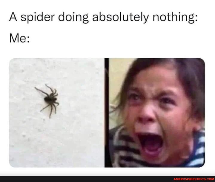 #memes #randommemes - A spider doing absolutely nothing: Me: - America’s best pics and videos