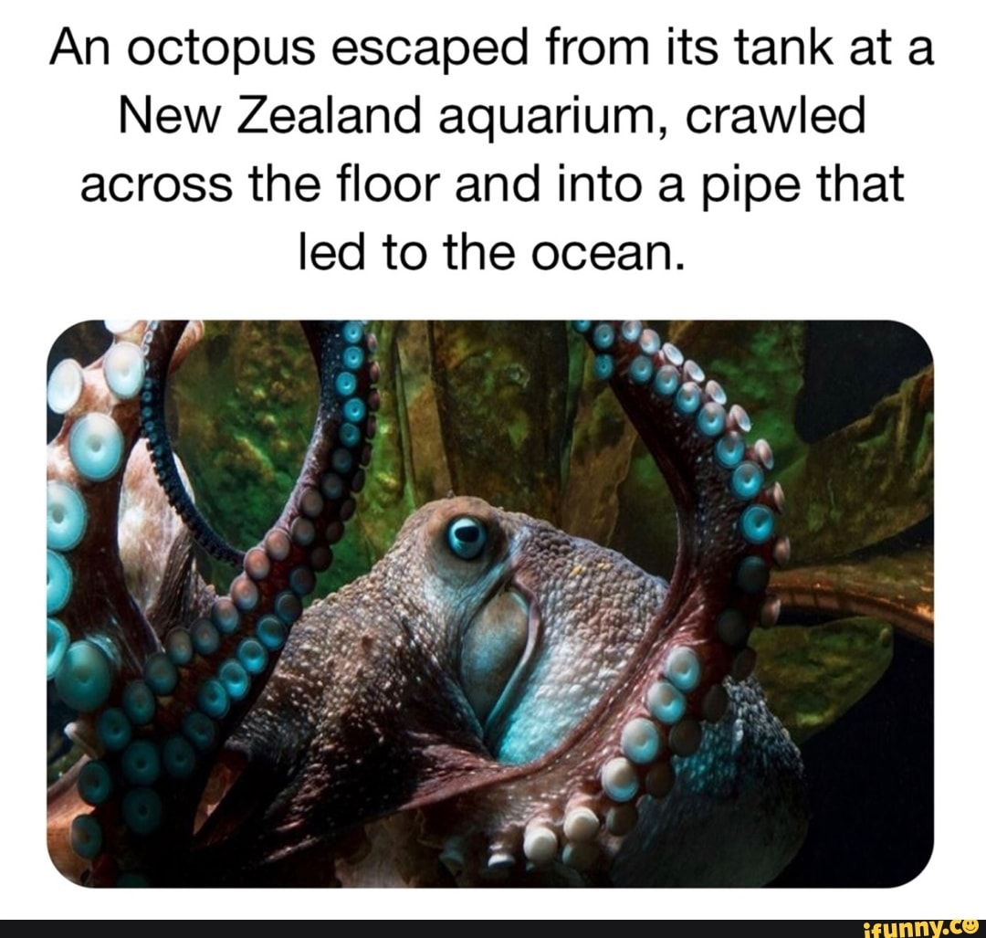 An octopus escaped from its tank at a New Zealand aquarium, crawled ...