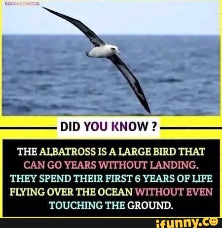 Albatross memes. Best Collection of funny Albatross pictures on iFunny