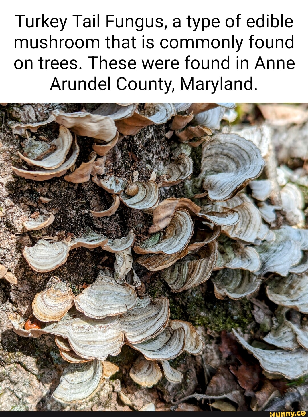Mycology memes. Best Collection of funny Mycology pictures on iFunny