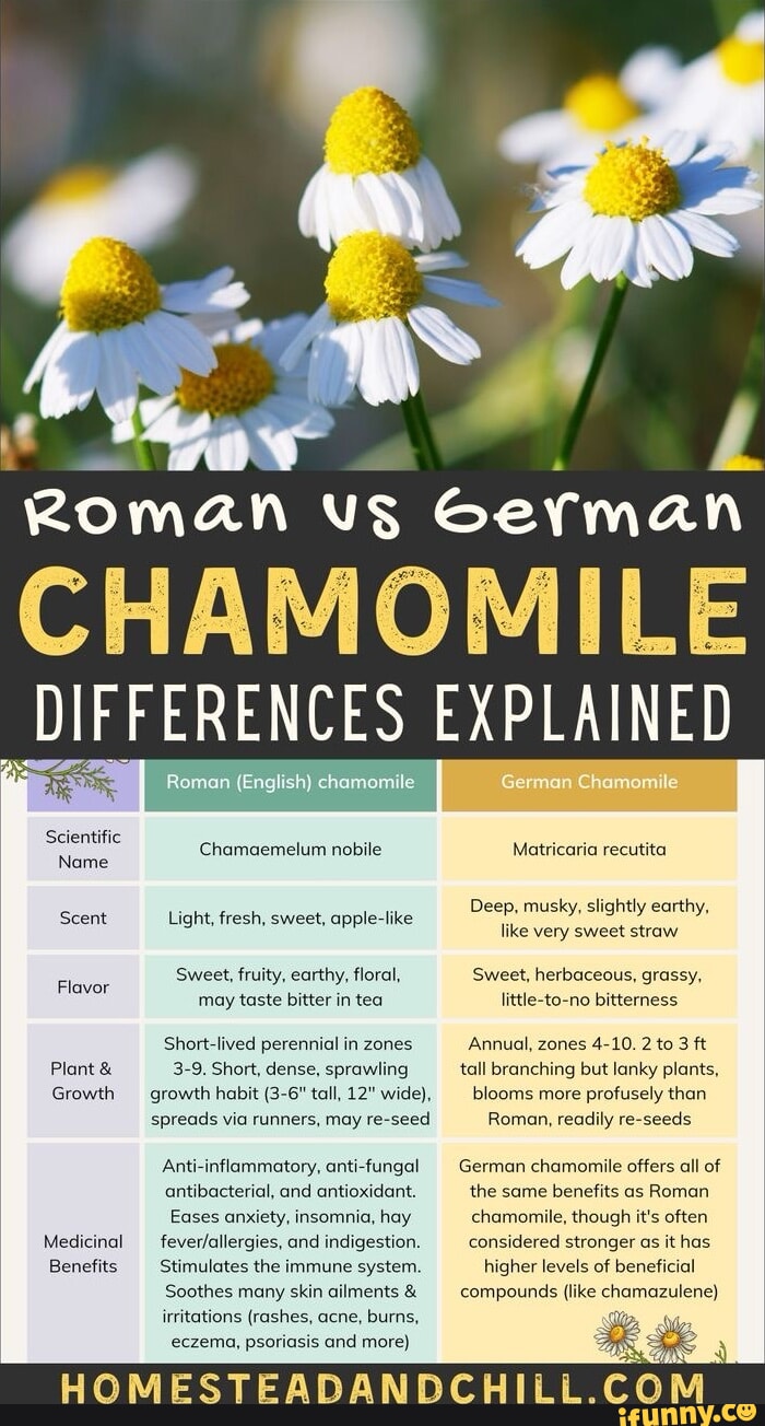ROMAN US Serman CHAMOMILE DIFFERENCES EXPLAINED Scientific Name Scent ...