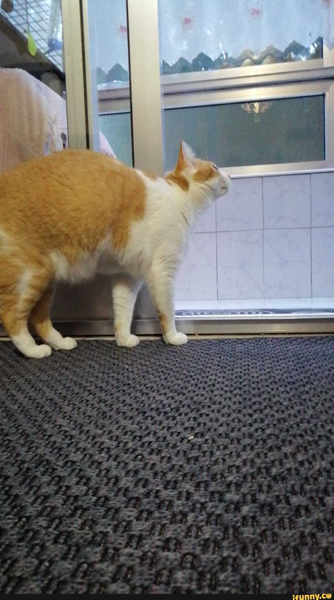 Pipoca memes. Best Collection of funny Pipoca pictures on iFunny