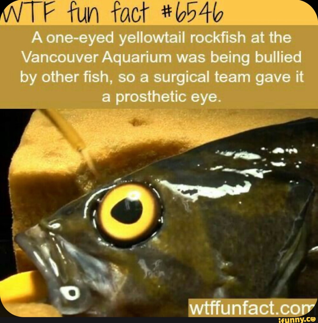 Prosthetic memes. Best Collection of funny Prosthetic pictures on iFunny