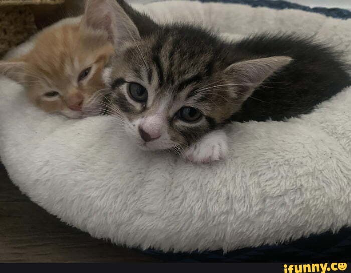 Gulliver memes. Best Collection of funny Gulliver pictures on iFunny