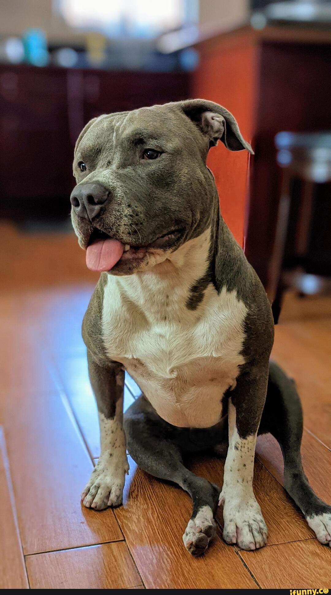 Happy_doggo memes. Best Collection of funny Happy_doggo pictures on iFunny