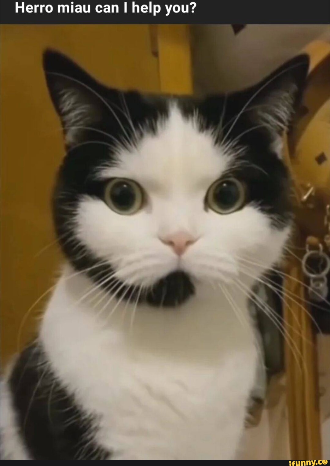 Miau memes. Best Collection of funny Miau pictures on iFunny