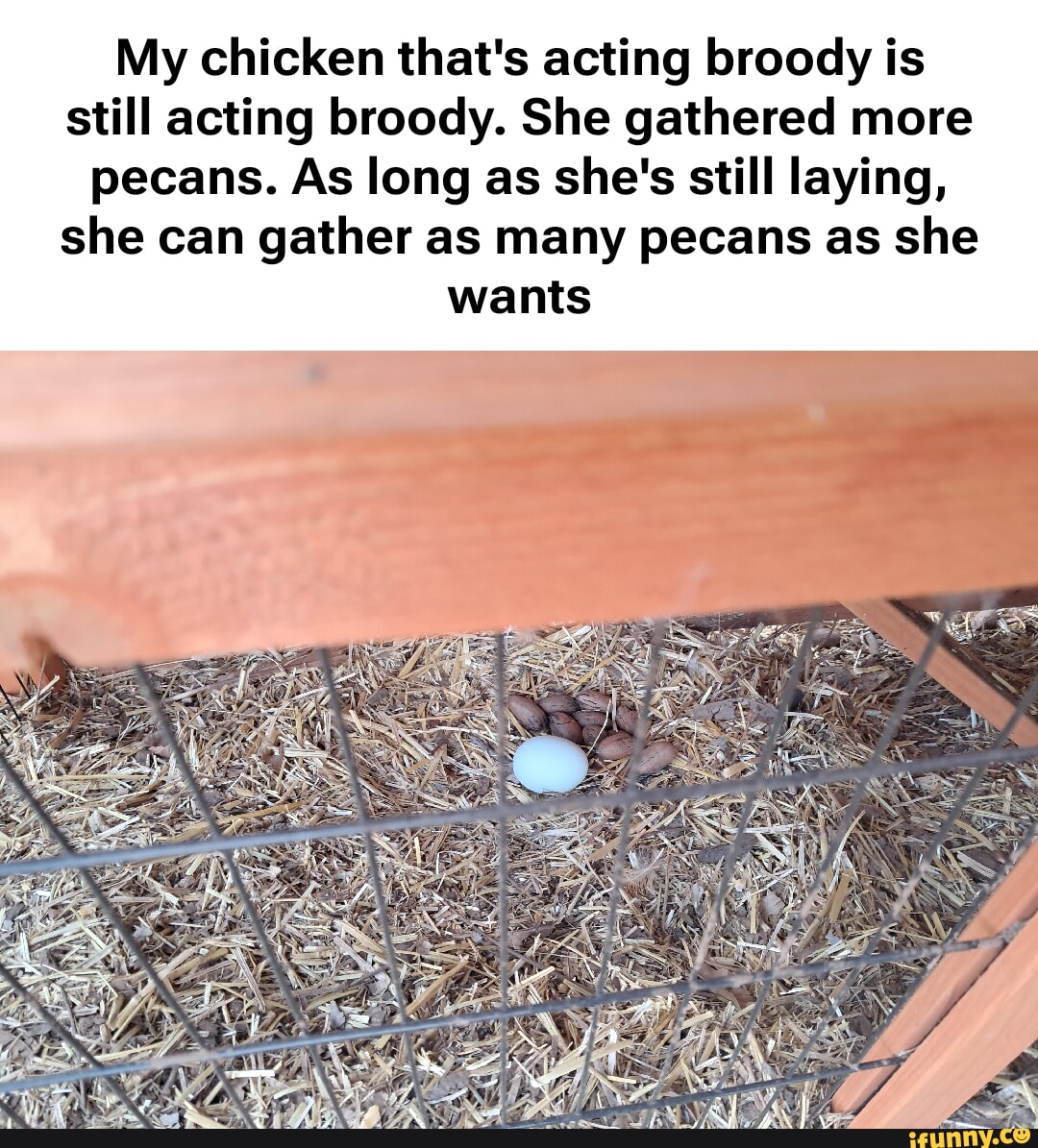 Pecan memes. Best Collection of funny Pecan pictures on iFunny