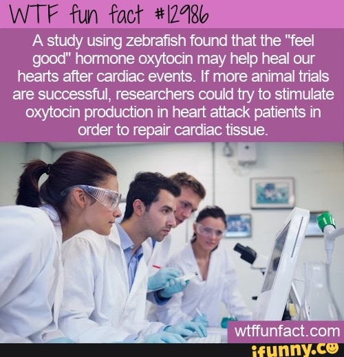 Zebrafish memes. Best Collection of funny Zebrafish pictures on iFunny