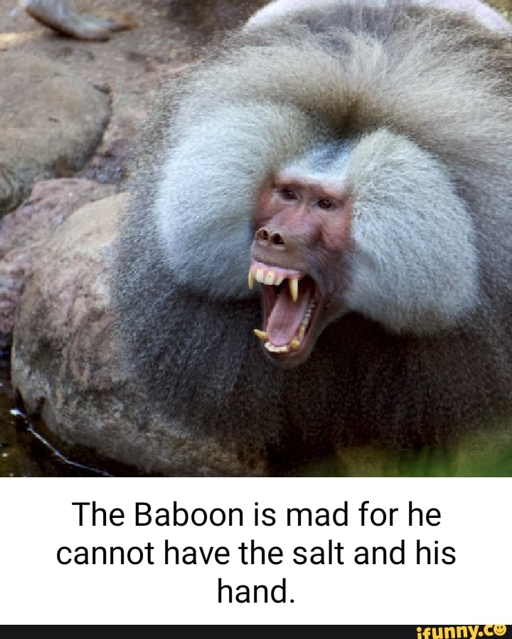 The Baboon is mad for he cannot have the salt and his hand. - iFunny