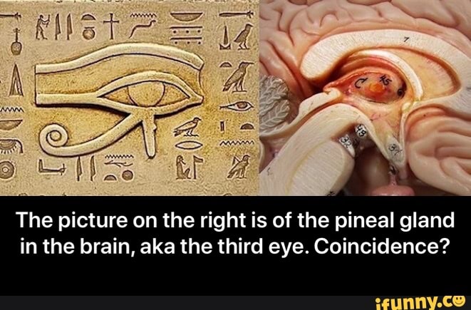 Third Eye Brain