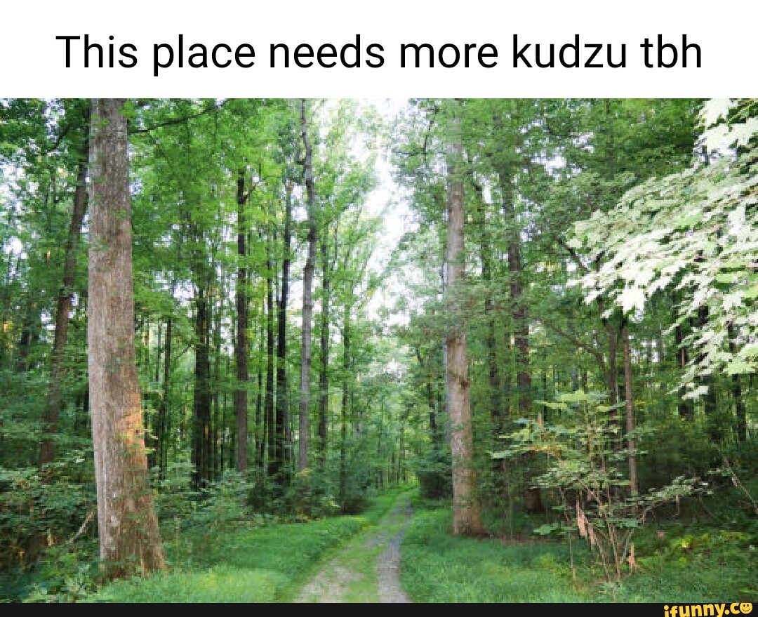 This place needs more kudzu tbh - iFunny