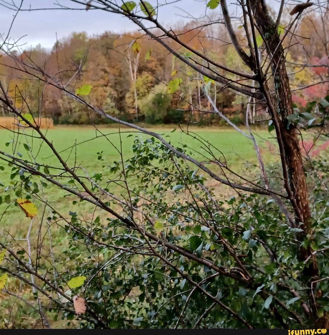 Wilderness memes. Best Collection of funny Wilderness pictures on iFunny