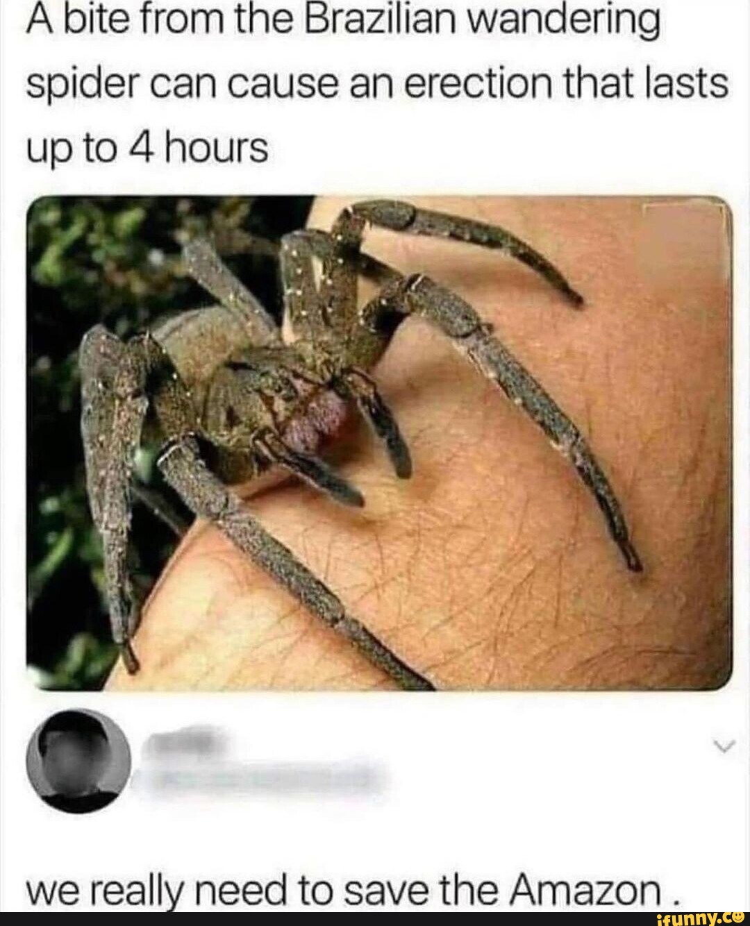 A bite from the Brazilian wandering spider can cause an erection that ...