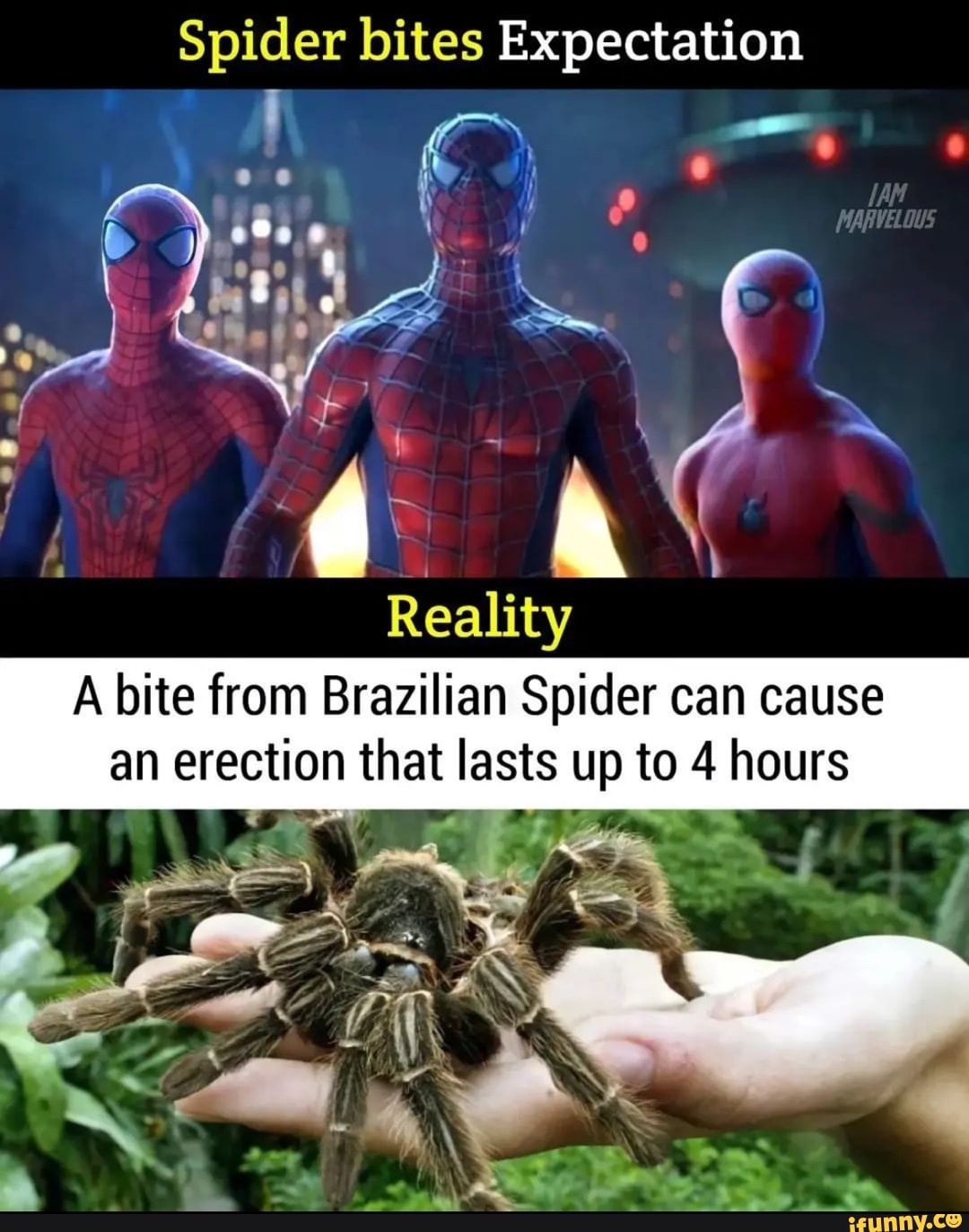 Spider Bites Expectation Reality A Bite From Brazilian Spider Can Cause