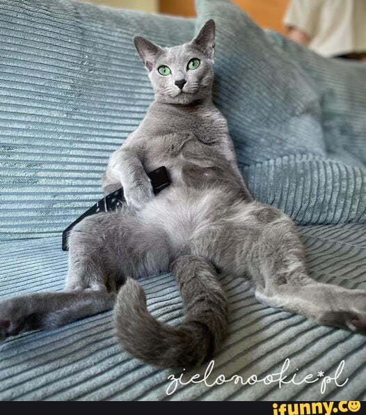 Russian_blue memes. Best Collection of funny Russian_blue pictures on ...