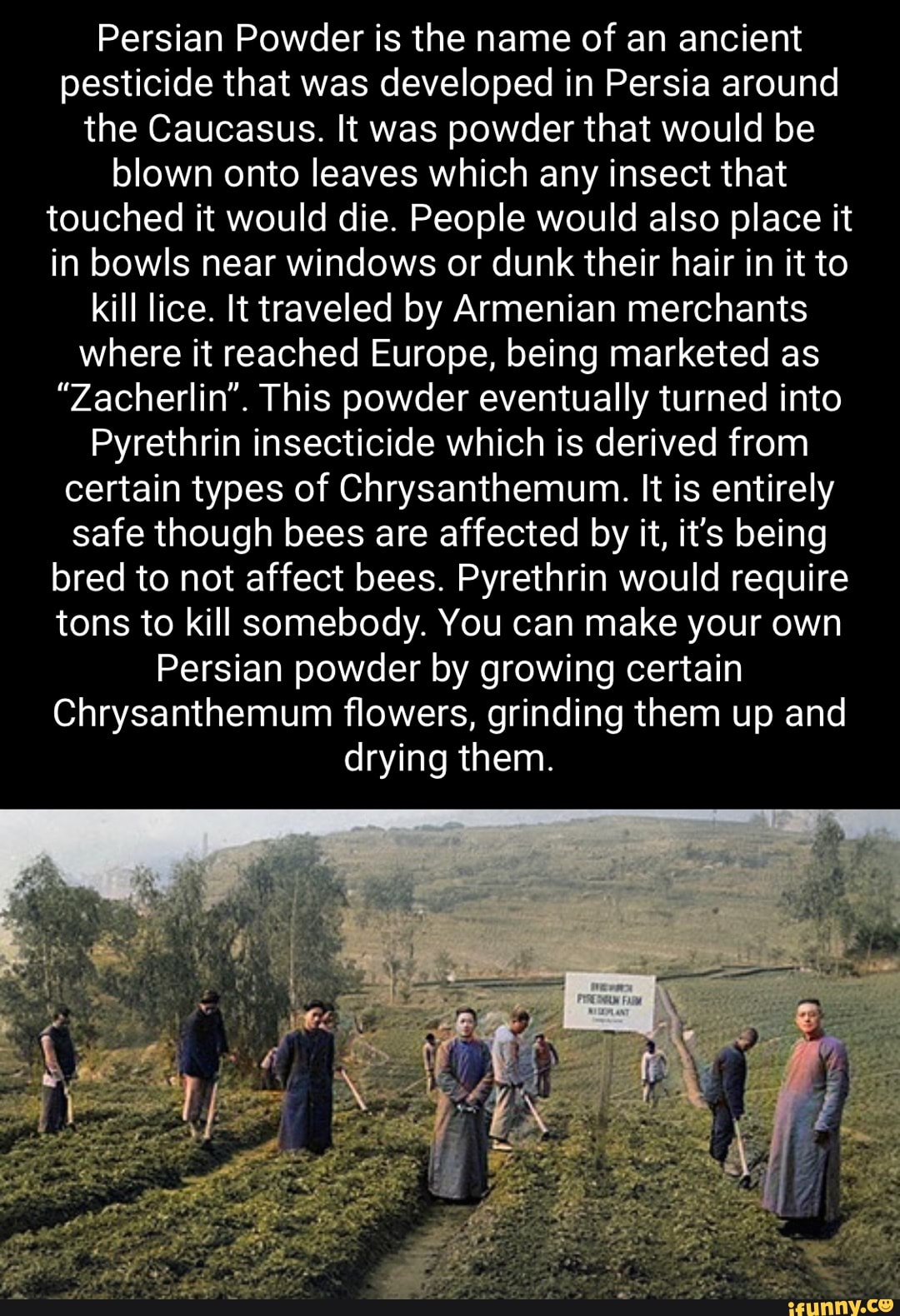 Persian Powder is the name of an ancient pesticide that was developed ...