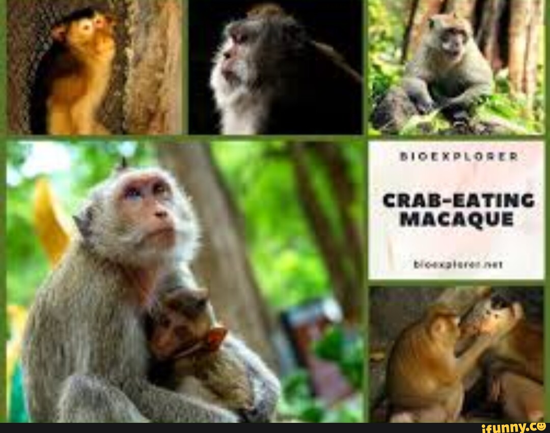 Macaque memes. Best Collection of funny Macaque pictures on iFunny