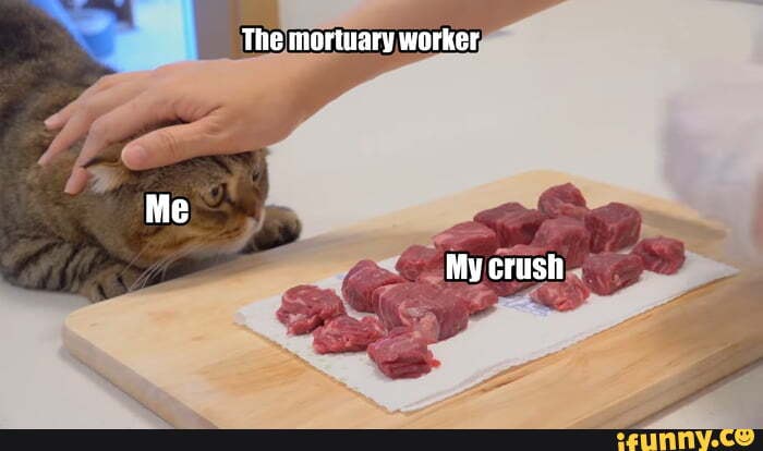 Kittisaurus memes. Best Collection of funny Kittisaurus pictures on iFunny